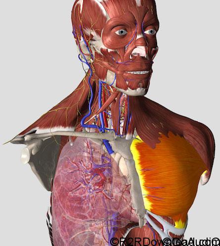 Essential Anatomy 5.0.5 Free Download (Mac OS X) | Go AudiO [Official]